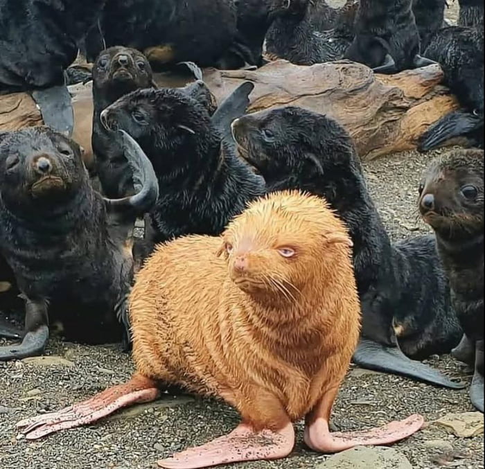 A rare Ginger Albino Seal pup was spotted in Russia’s sea of Okhotsk ...