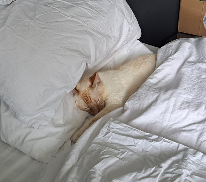 My cat, after waking everyone up with his screams at 5:30am - 9GAG