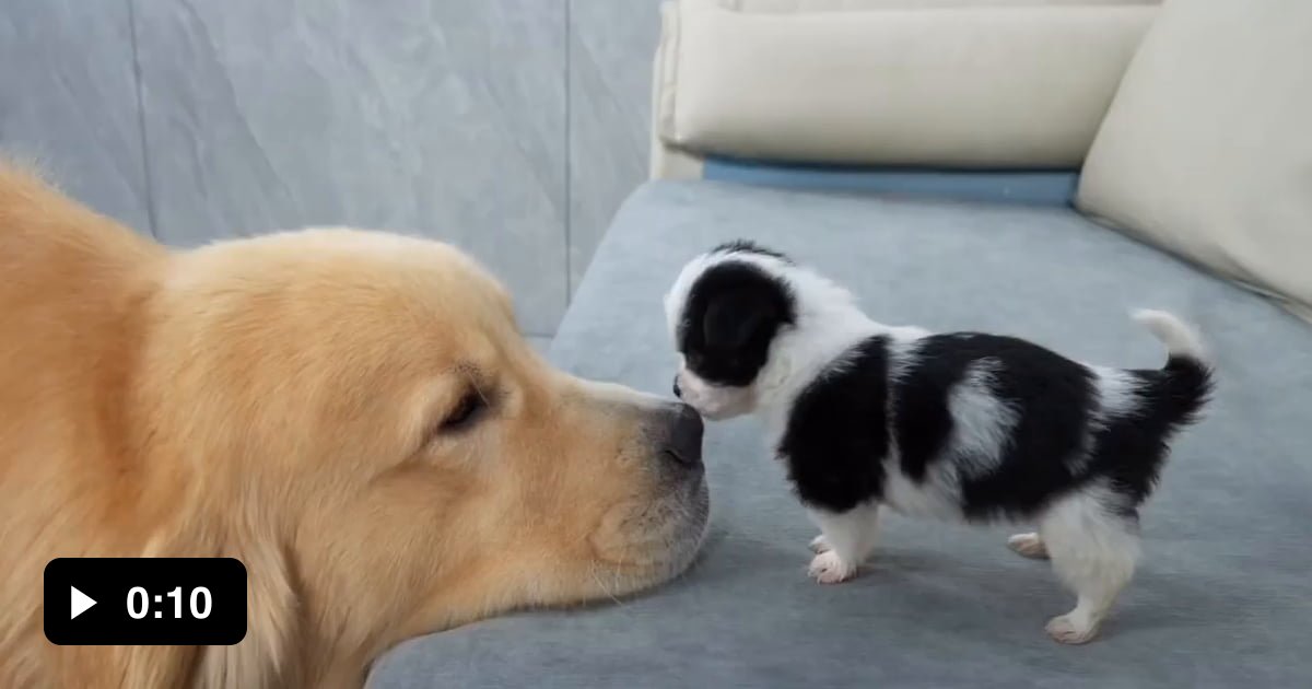 0HP attack puppy - 9GAG