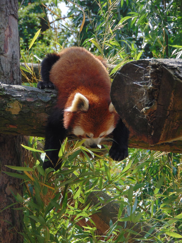 Red pandas are so cute! - 9GAG