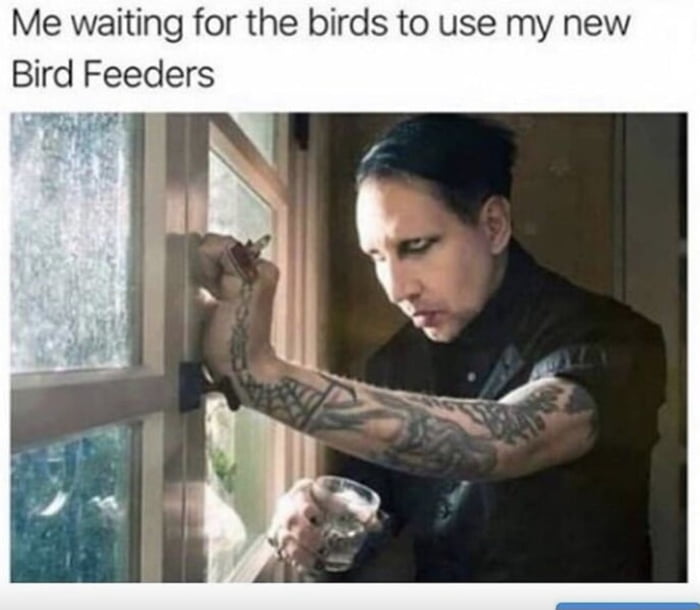 Damn birds - 9GAG