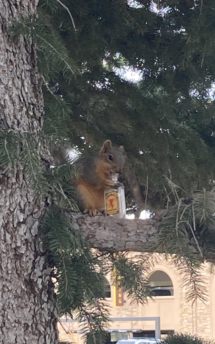 Squirrel in a college town - 9GAG