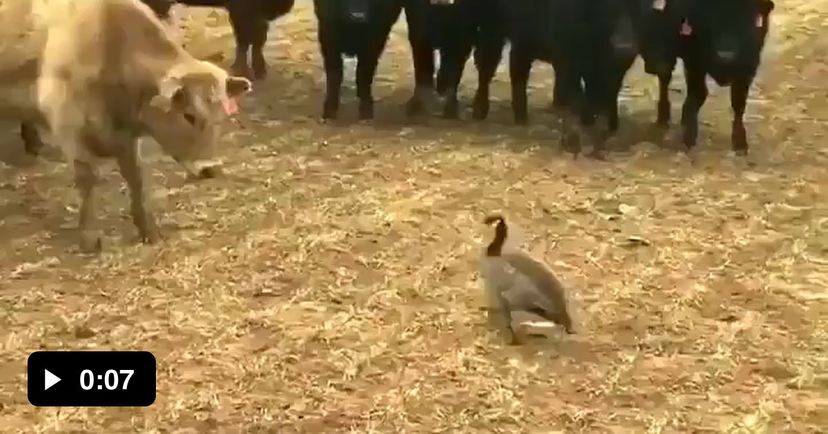 Cows VS Goose - 9GAG