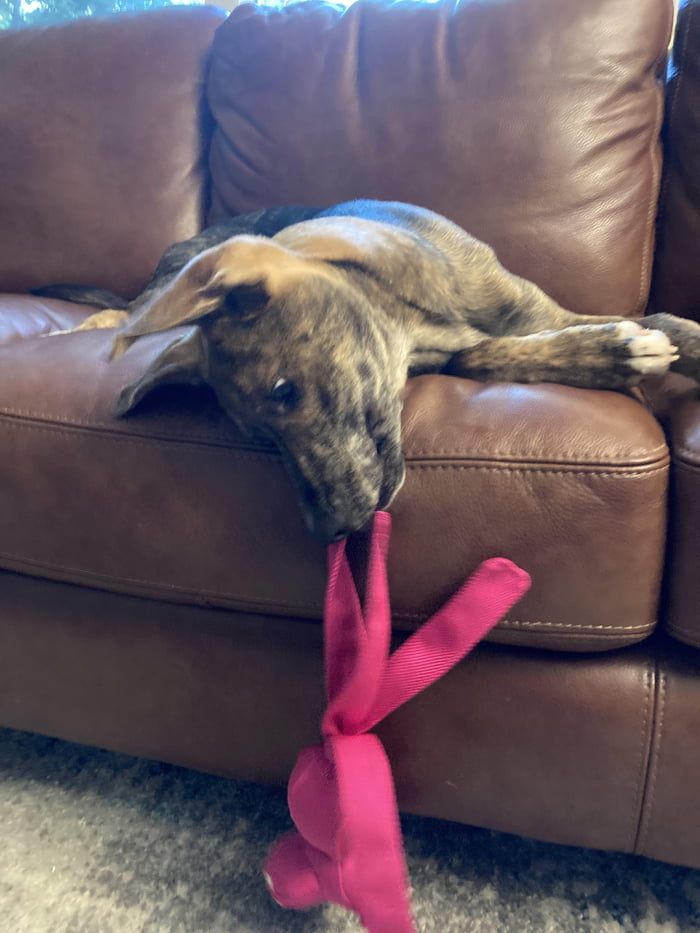 Post a pic of your baby now or then. This is Copper when he was young ...