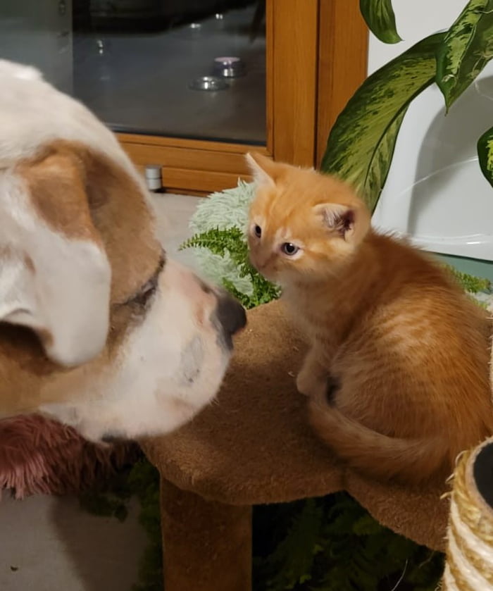 My 12years old Pit and my 5 weeks Ginger Cat - 9GAG