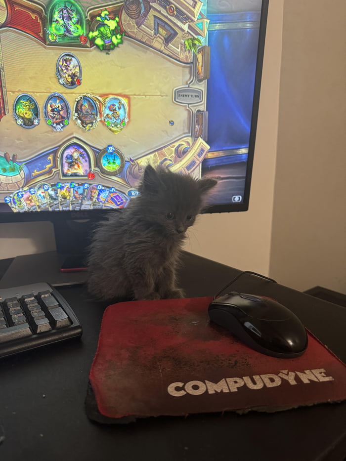 Smol criminal tries to catch a mouse - 9GAG