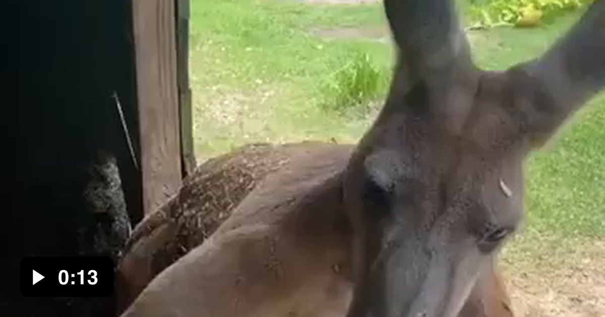 Final Boss Kangaroo - 9GAG