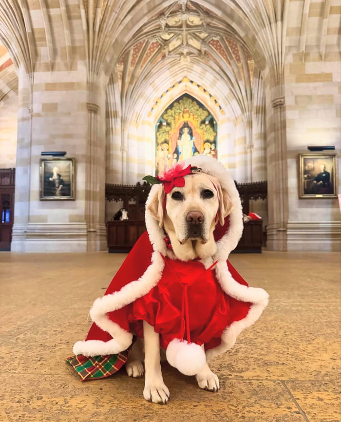 Yale University Releases Christmas Photo of Heidi, Its Public Safety ...