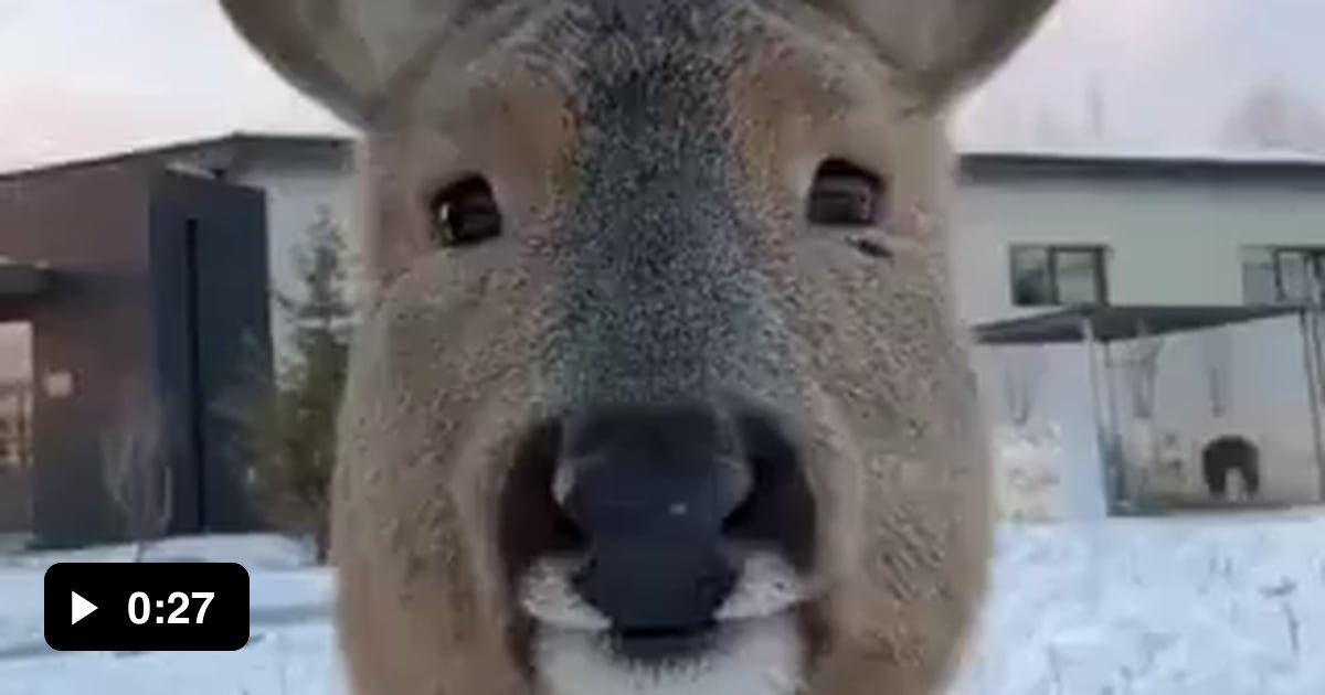 Fluffy chomper. - 9GAG