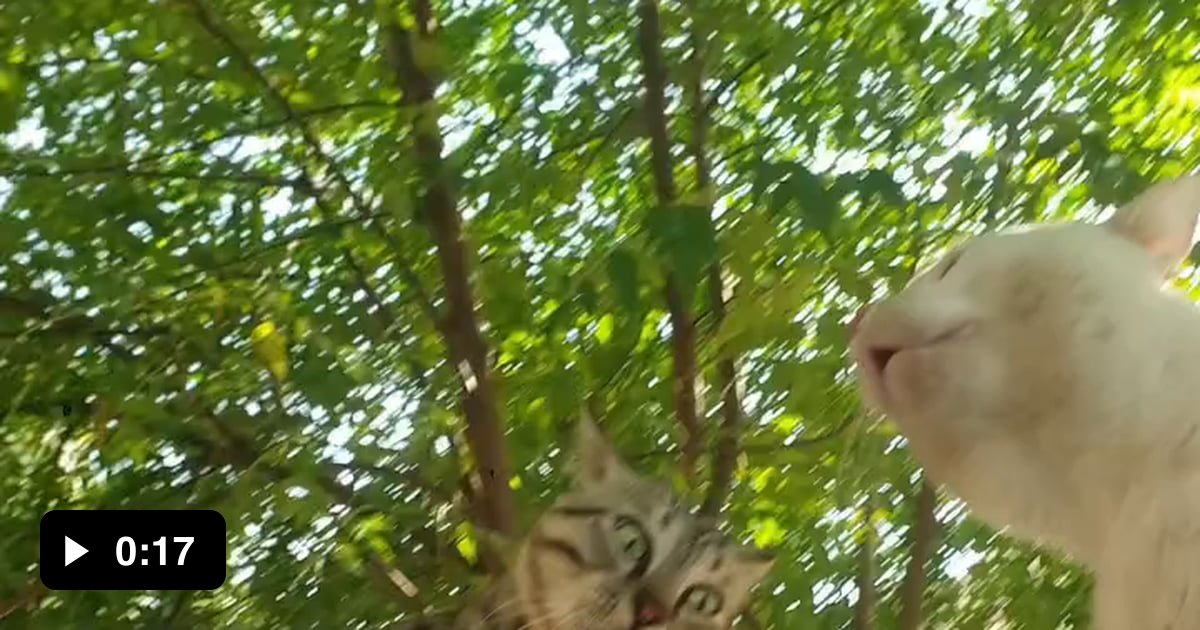 No animals were severely hurt during the filming of this video. - 9GAG