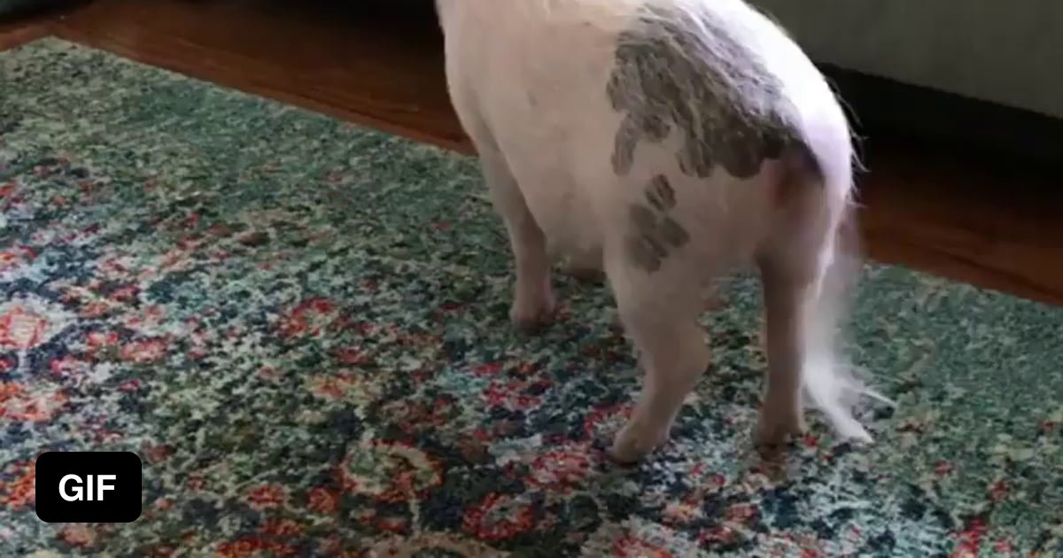 Winding up for a big jump onto the couch - 9GAG