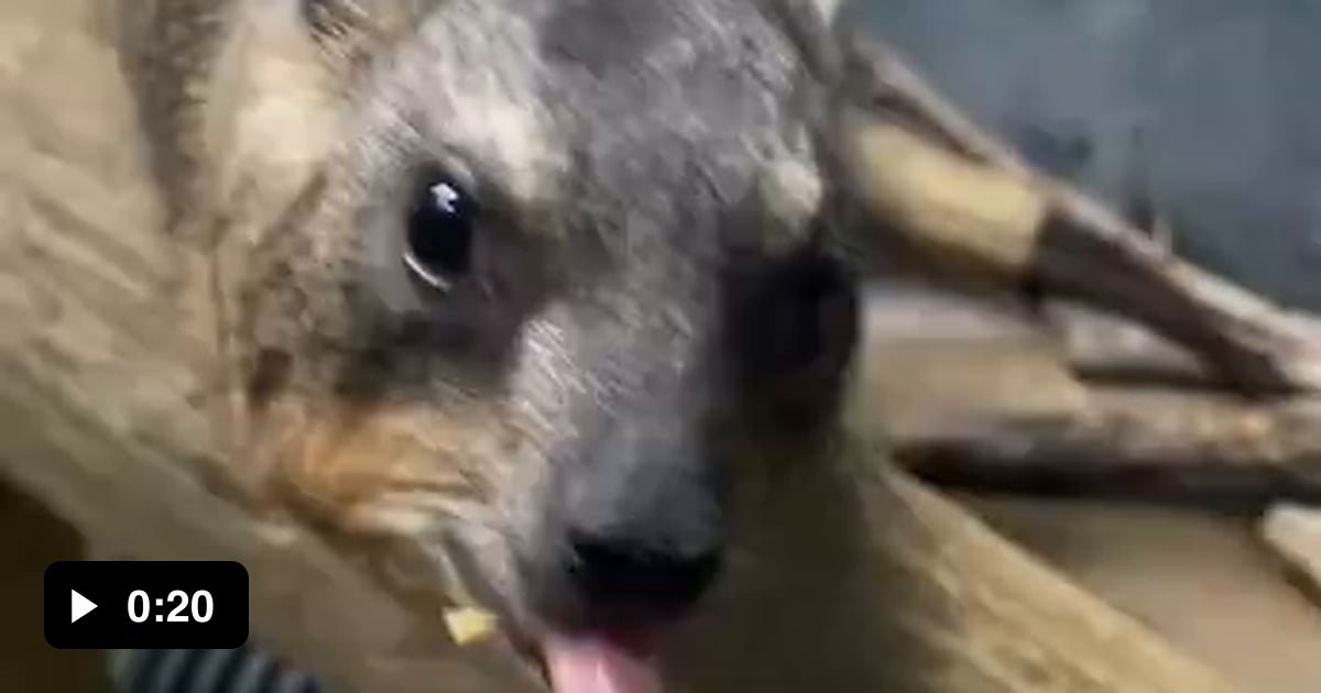 Do it! Eat it like a normal animal! - 9GAG