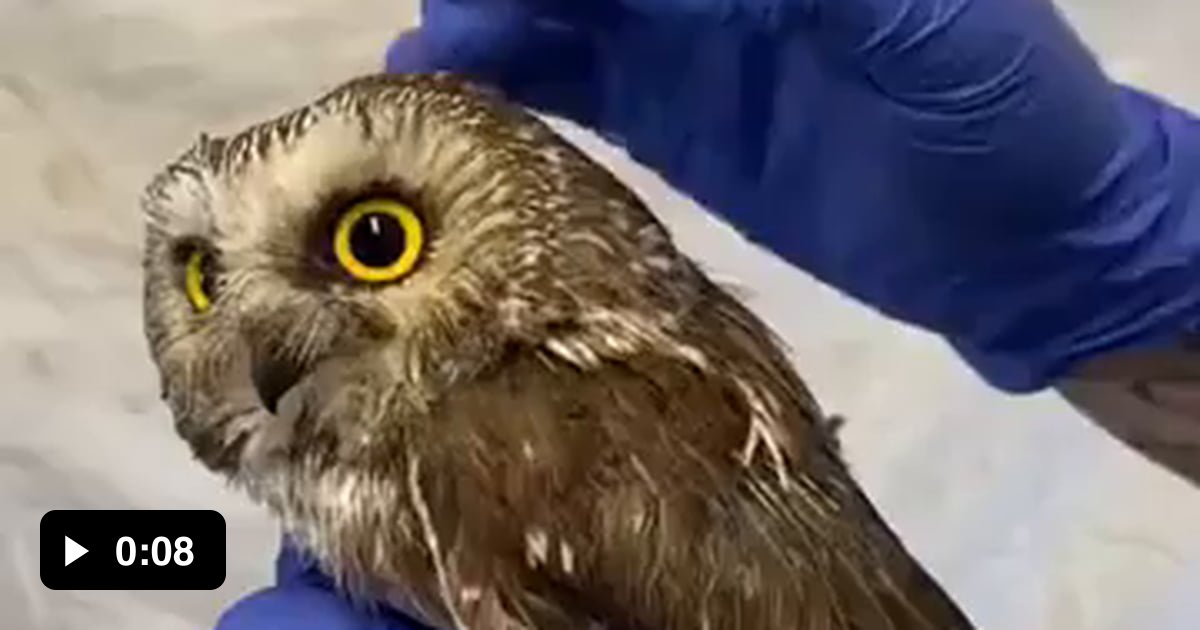 So this is what an owls ear looks like - 9GAG