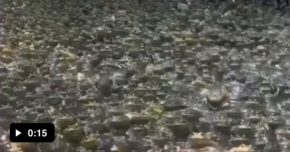 Frog Army. Credit : PriyaChen - 9GAG