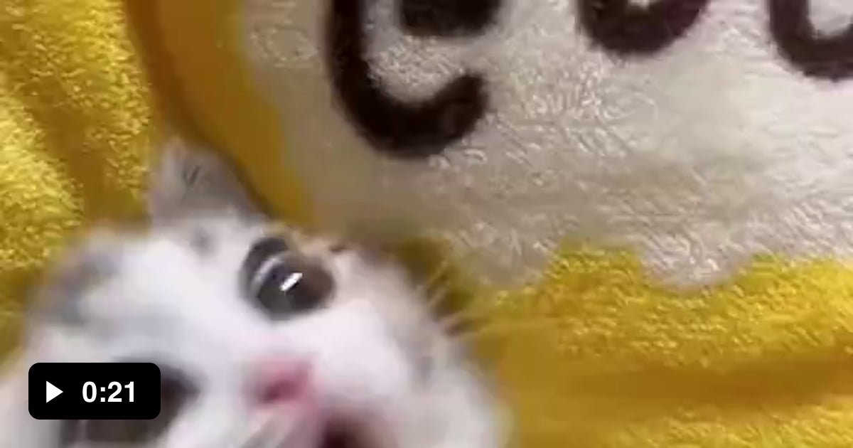 Cuteness Overload - 9GAG