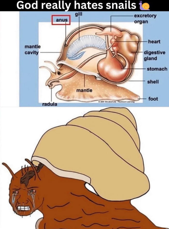The snail's anatomy is truly a divine comedy. - 9GAG