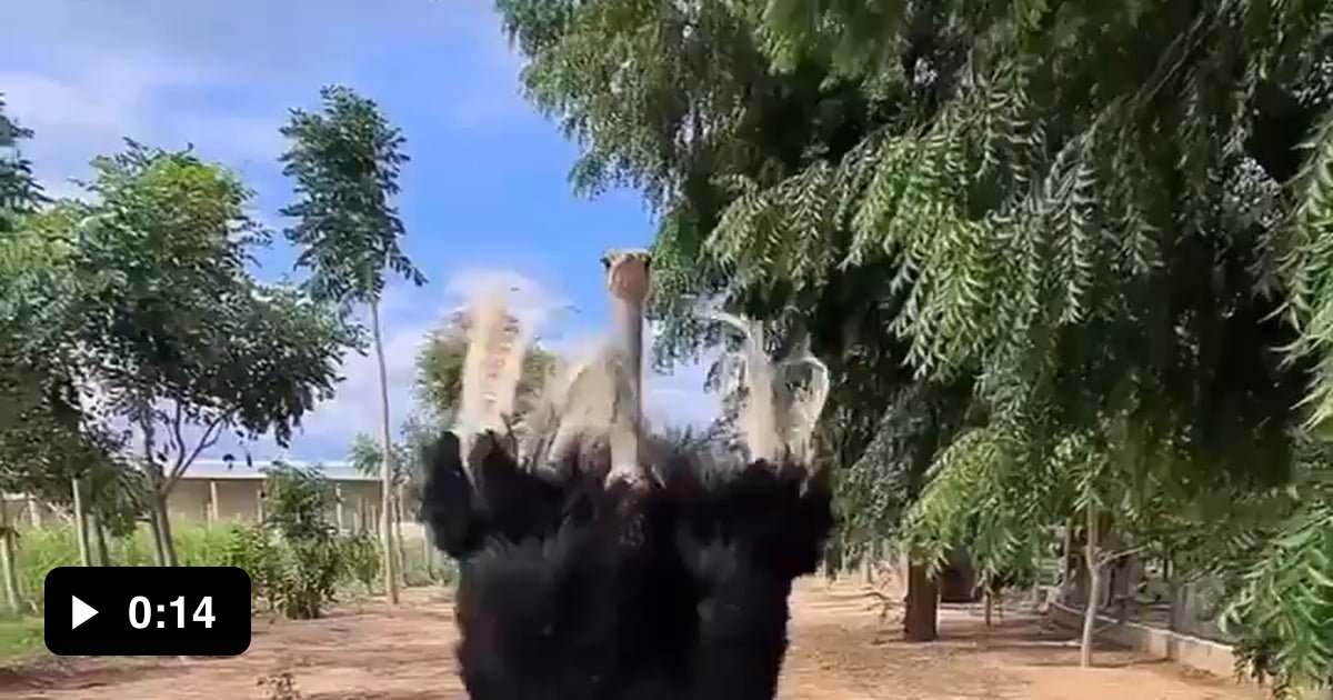Flightless fowl tippy taps - 9GAG