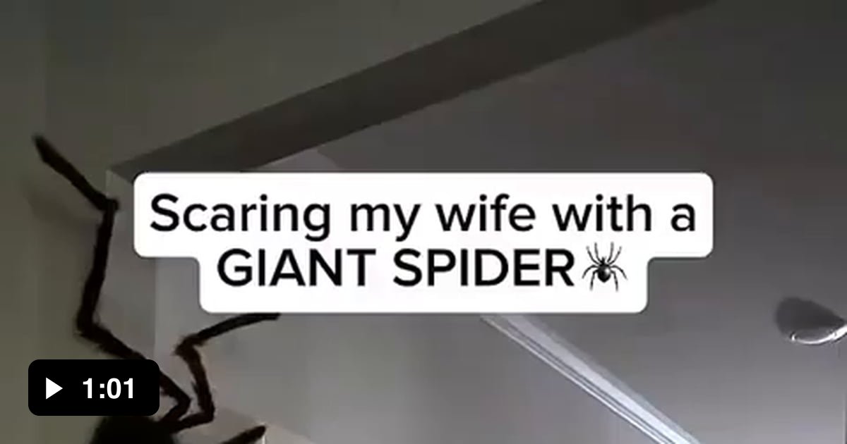 Tiny Australian House Spiders - 9GAG