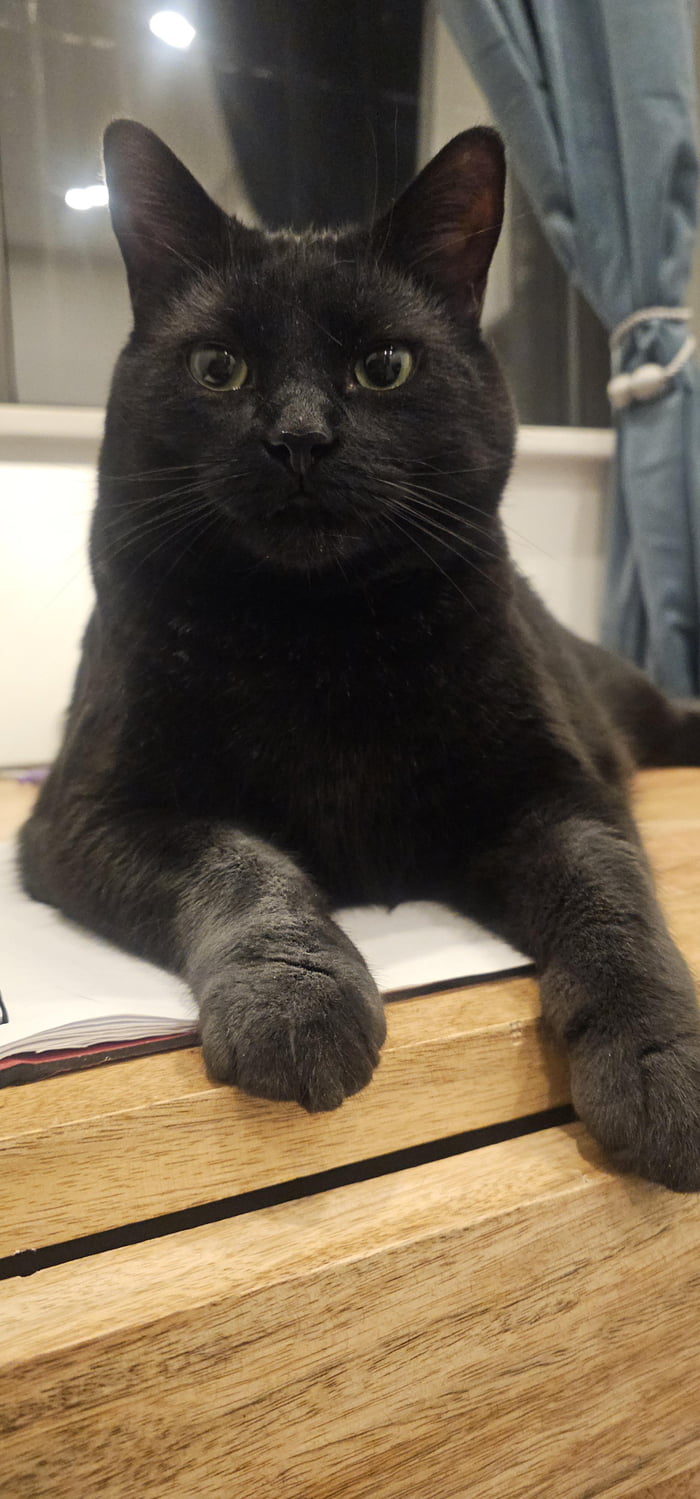 This is Soju. He is an absolute unit. - 9GAG