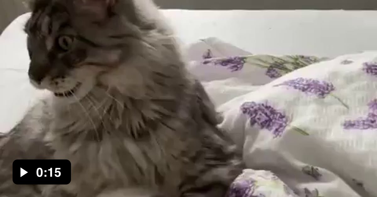 Cats just rule..and they don't care!! - 9GAG