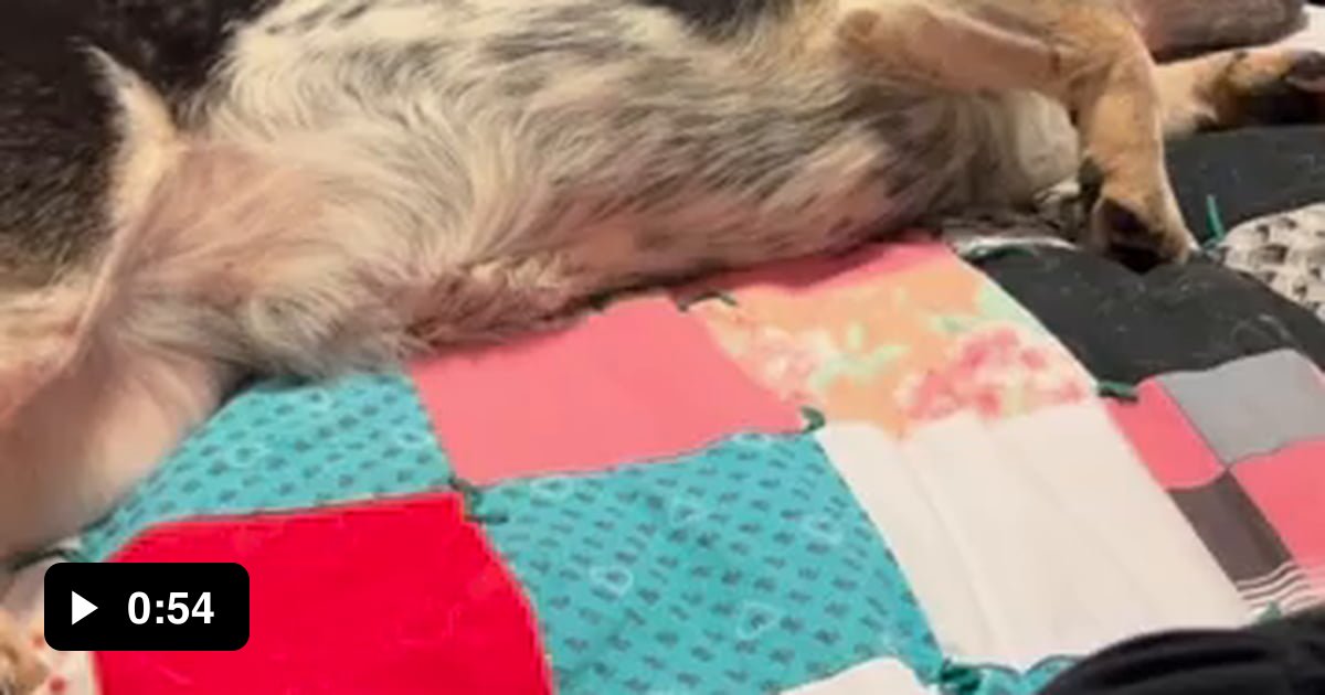 Kevin giving his brother Derek some scritches - 9GAG