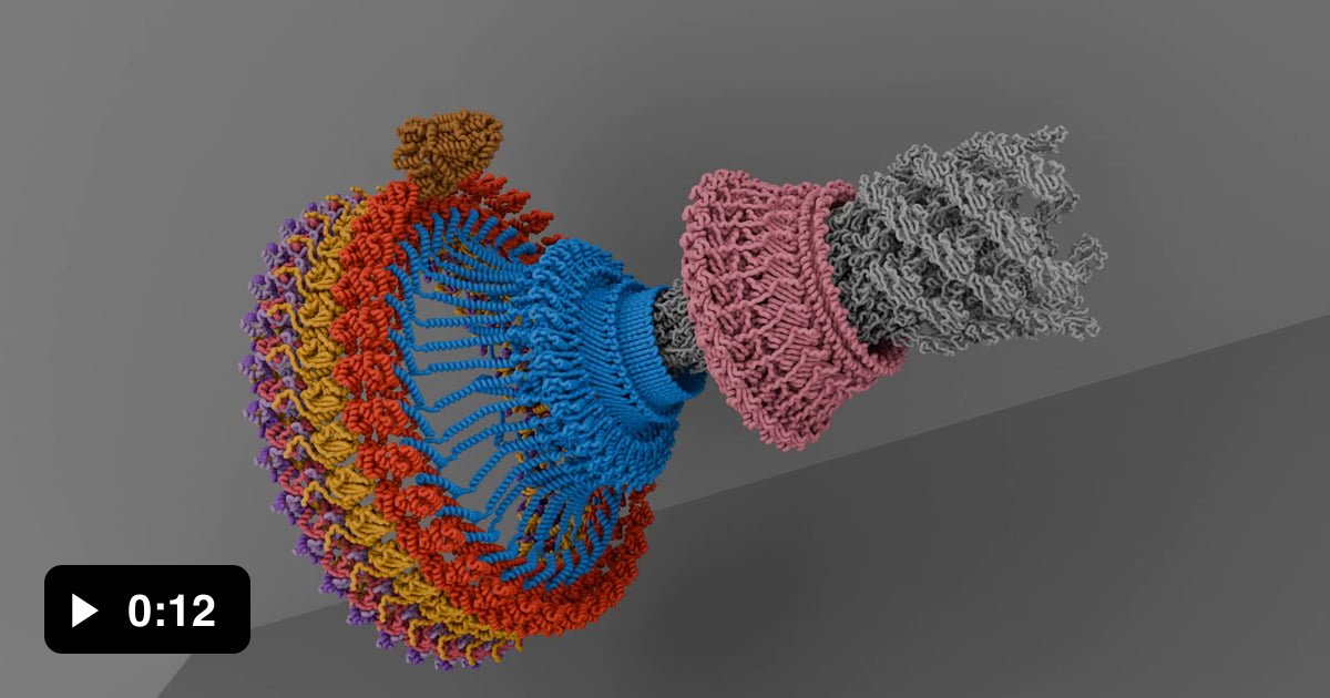 Rare instance of a naturally occurring motor: The bacterial flagellar ...