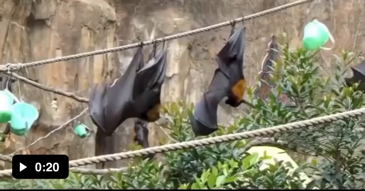 Ever wondered how a bat pee? - 9GAG