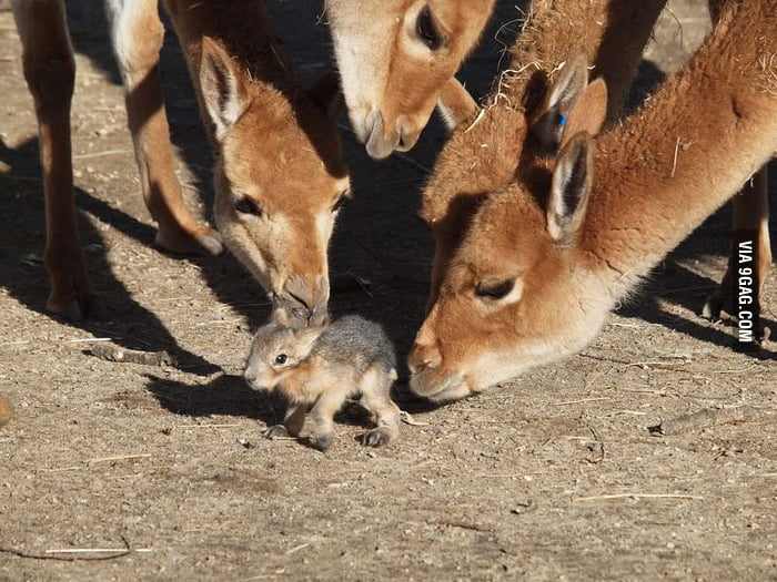 Baby with doting family - 9GAG