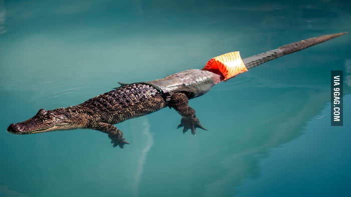 Mr. Stubbs. The world’s first alligator with a prosthetic tail. - 9GAG