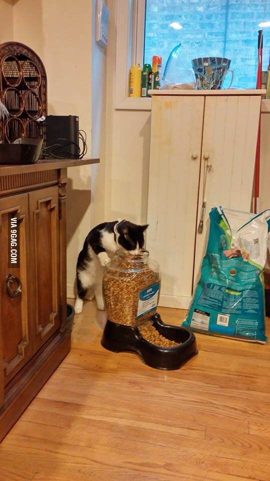 Cat logic - 9GAG