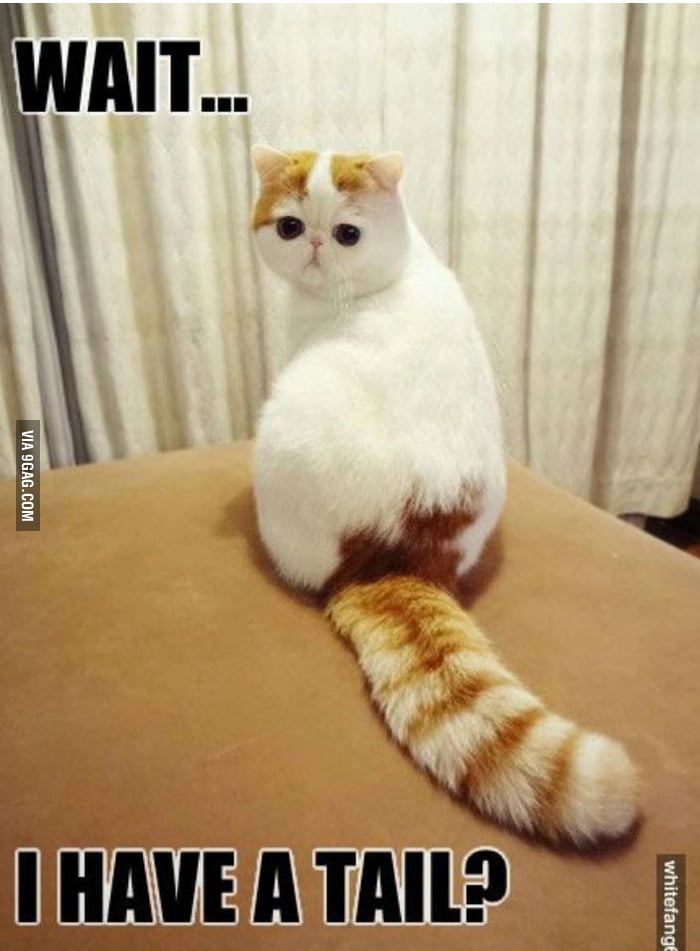 Whoa! 😱 a tail!! - 9GAG