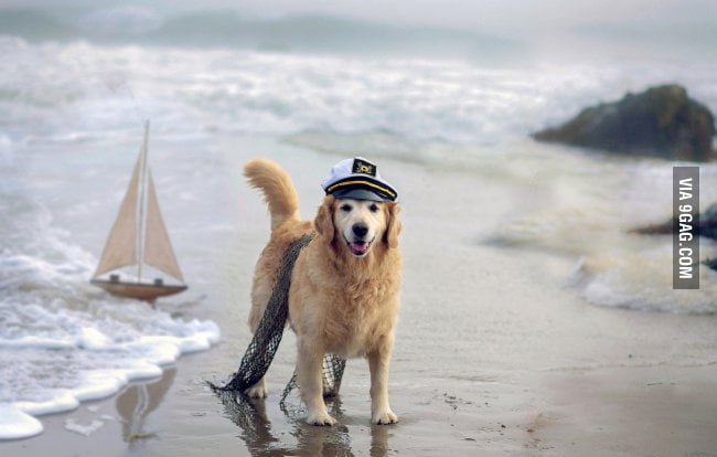 Captain Dog - 9GAG