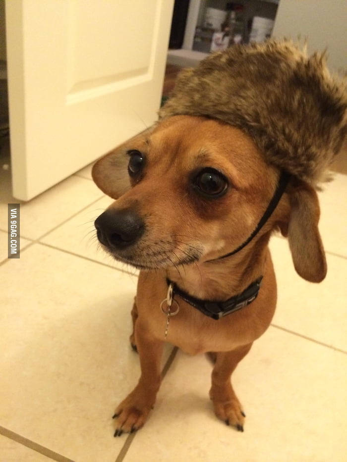 The pet store had tiny furry hats on clearance. It was the best 25 cents I've ever spent. - 9GAG