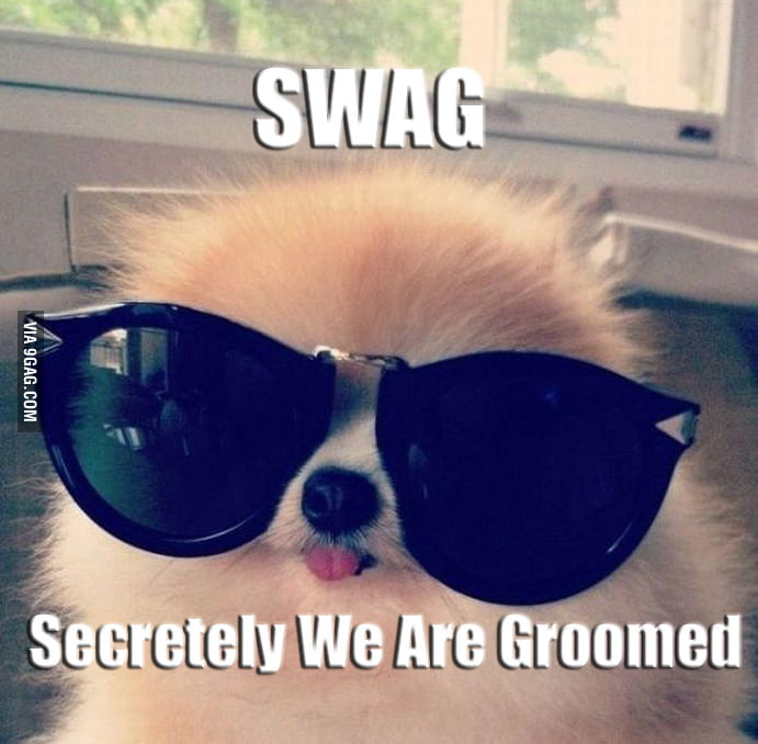 SWAG Dog - 9GAG