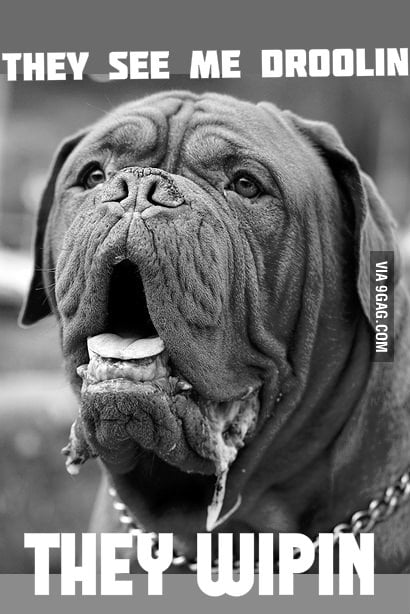 They see me droolin... - 9GAG