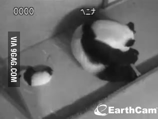 Even the Panda is ashamed - 9GAG