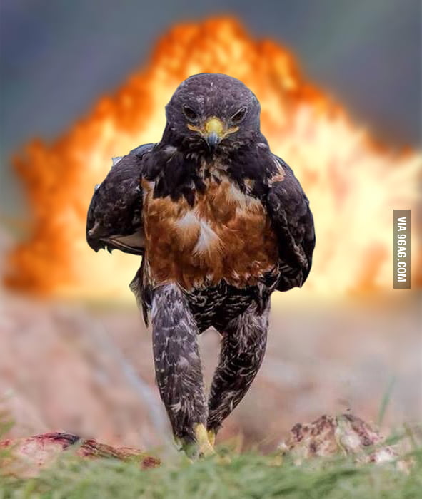 Cool birds don't look at explosions - 9GAG