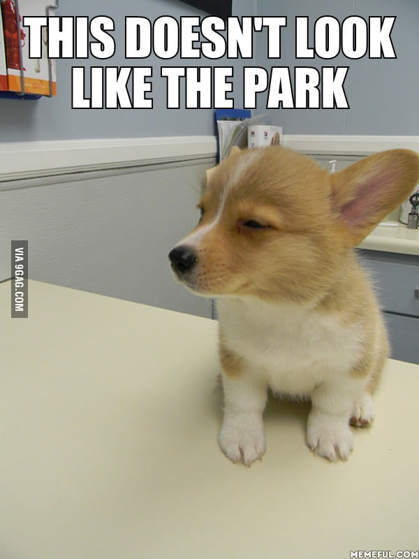 Skeptical Corgi - 9GAG