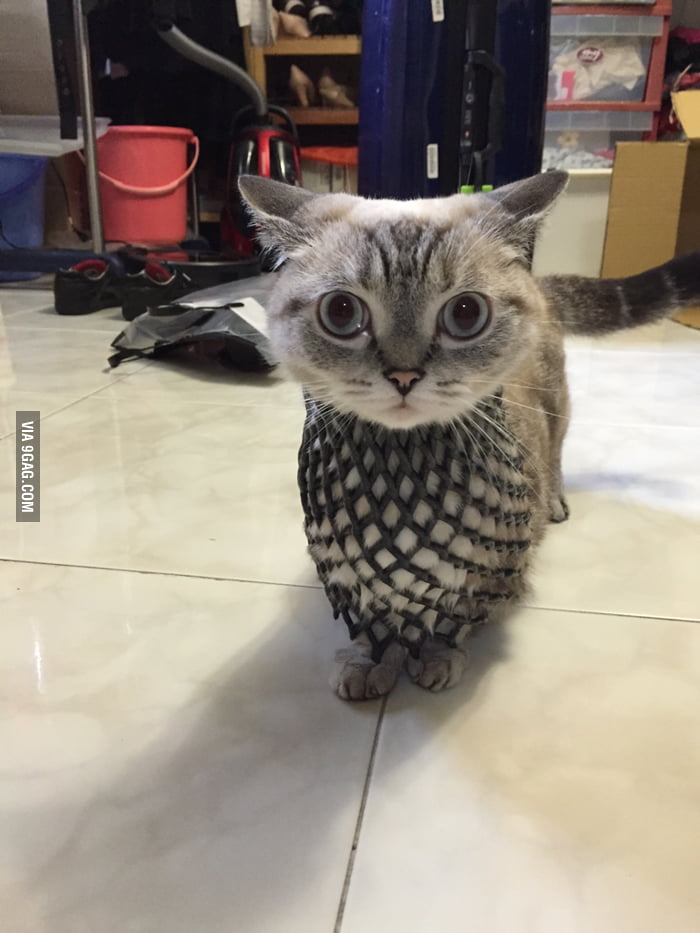 Cat with a leftover styrofoam wine sock - 9GAG