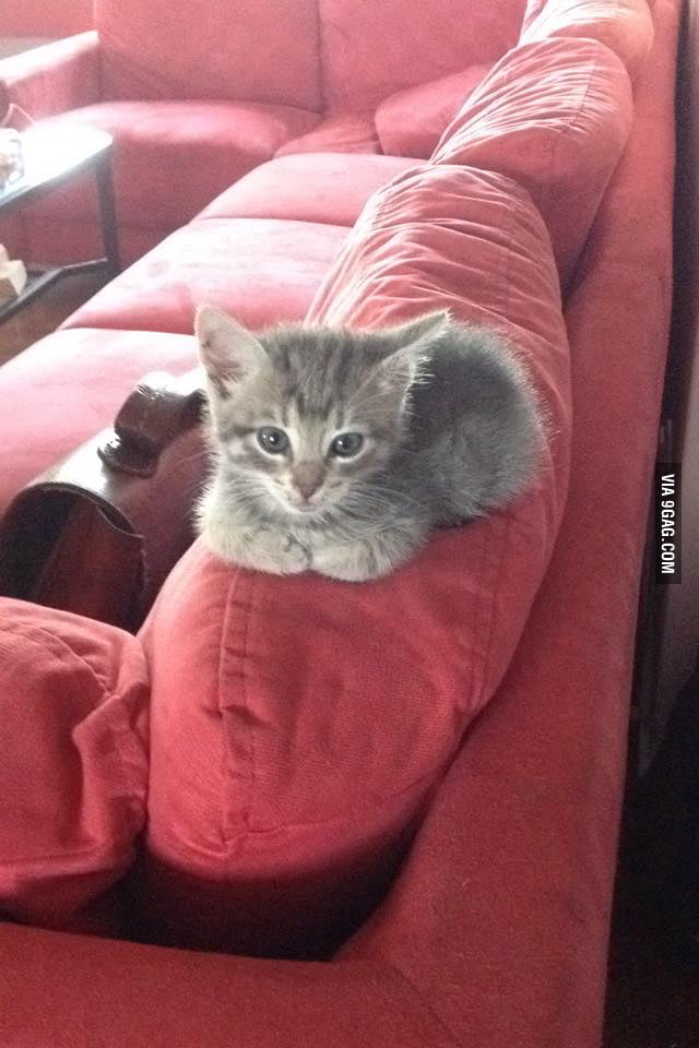 His very first Catloaf! - 9GAG