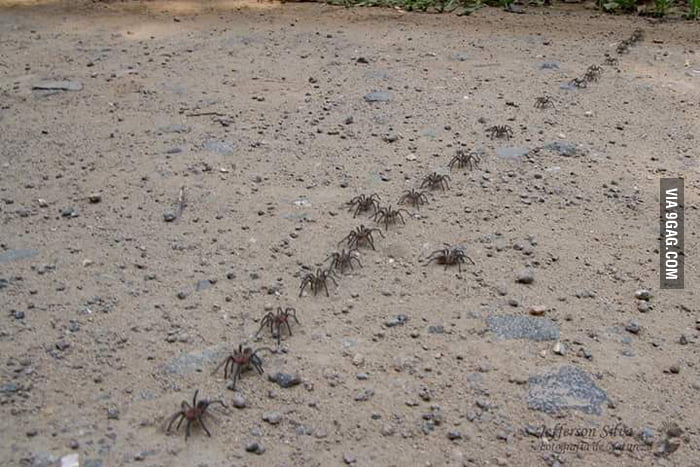 Spiders crossing a road - 9GAG
