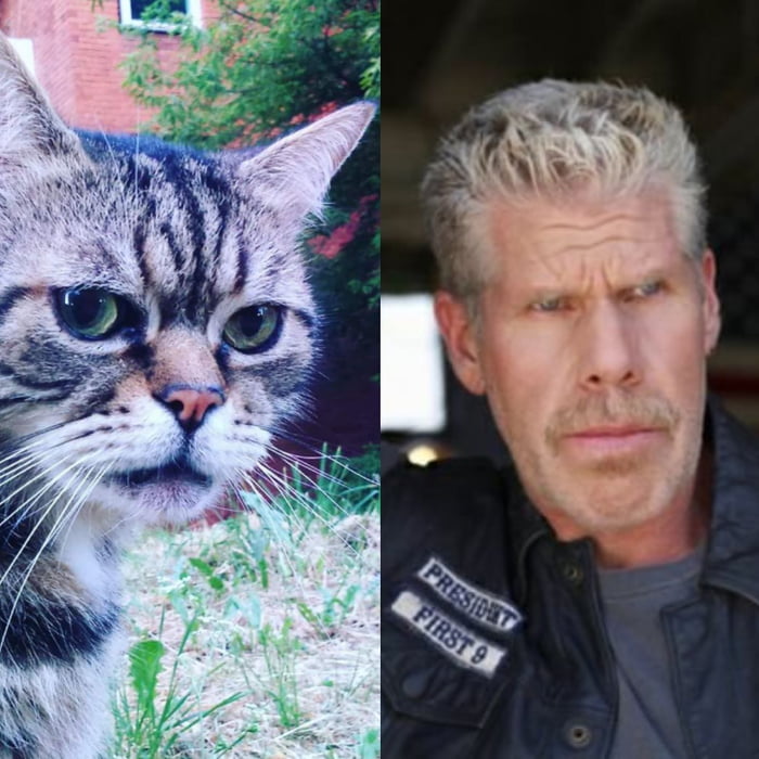 Cat Morrow - 9GAG