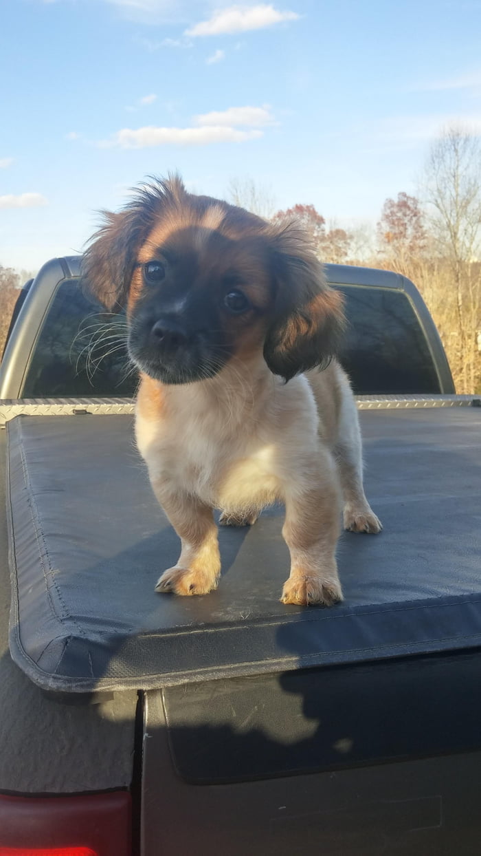 Confuso pupper! - 9GAG