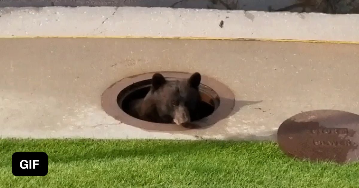 In Russia manhole actually bear hole - 9GAG