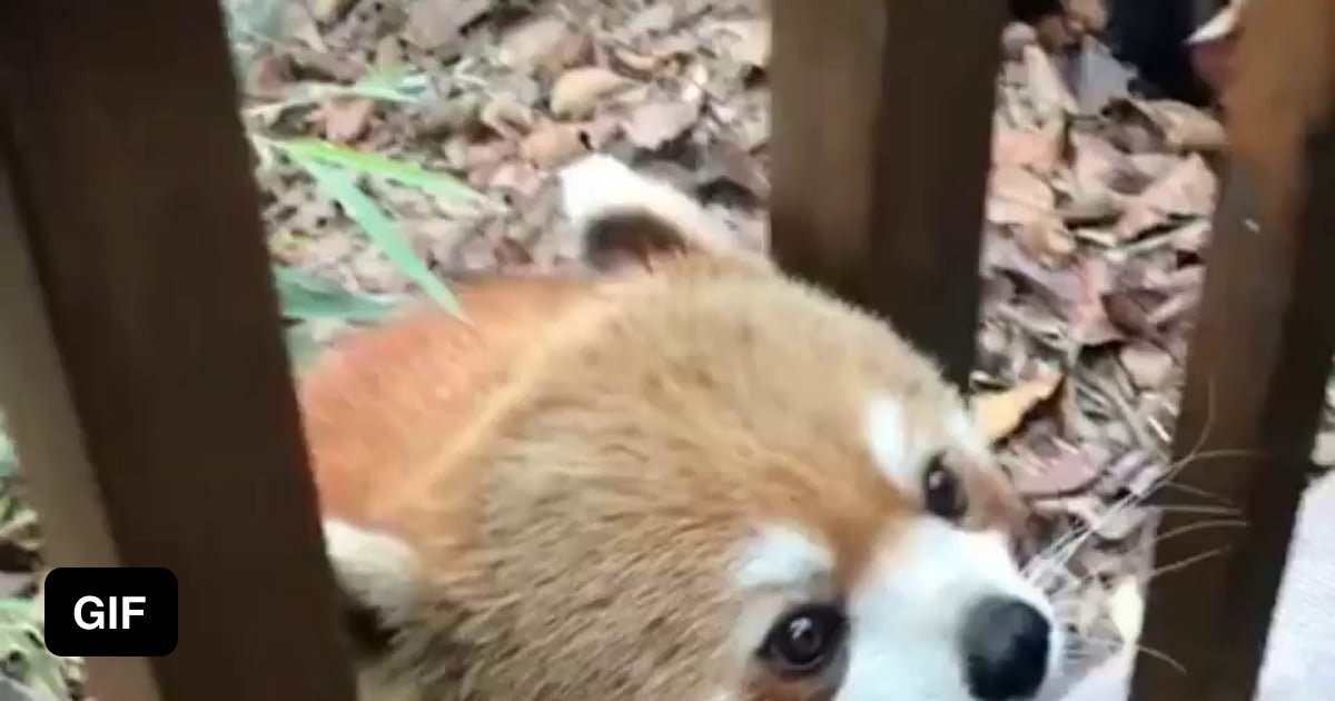 Hungry Red Panda - 9GAG
