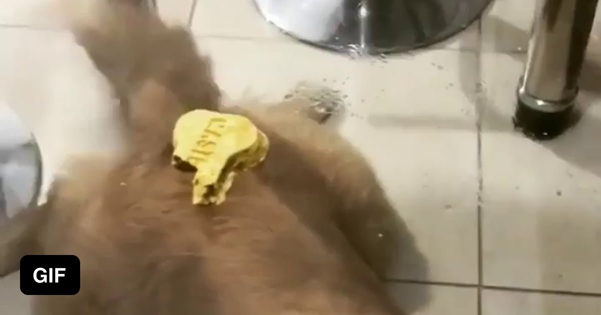 Doggo experienced issues with windows trying to delete cookies - 9GAG