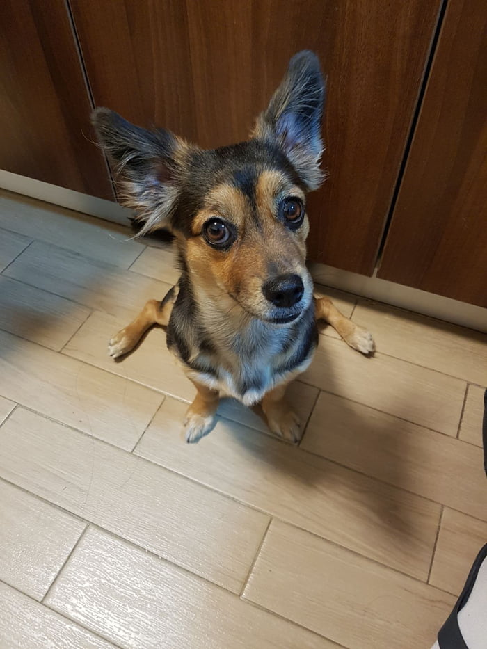 My friends Weird dog walking on two feet - 9GAG