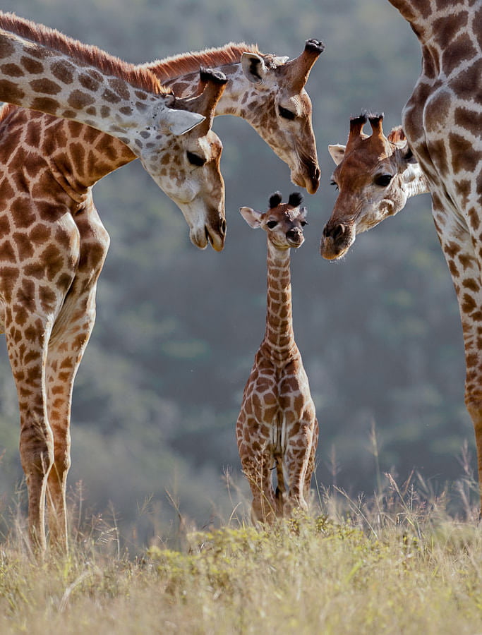 Beneath each of a Giraffe's patches lays a sophisticated system of ...