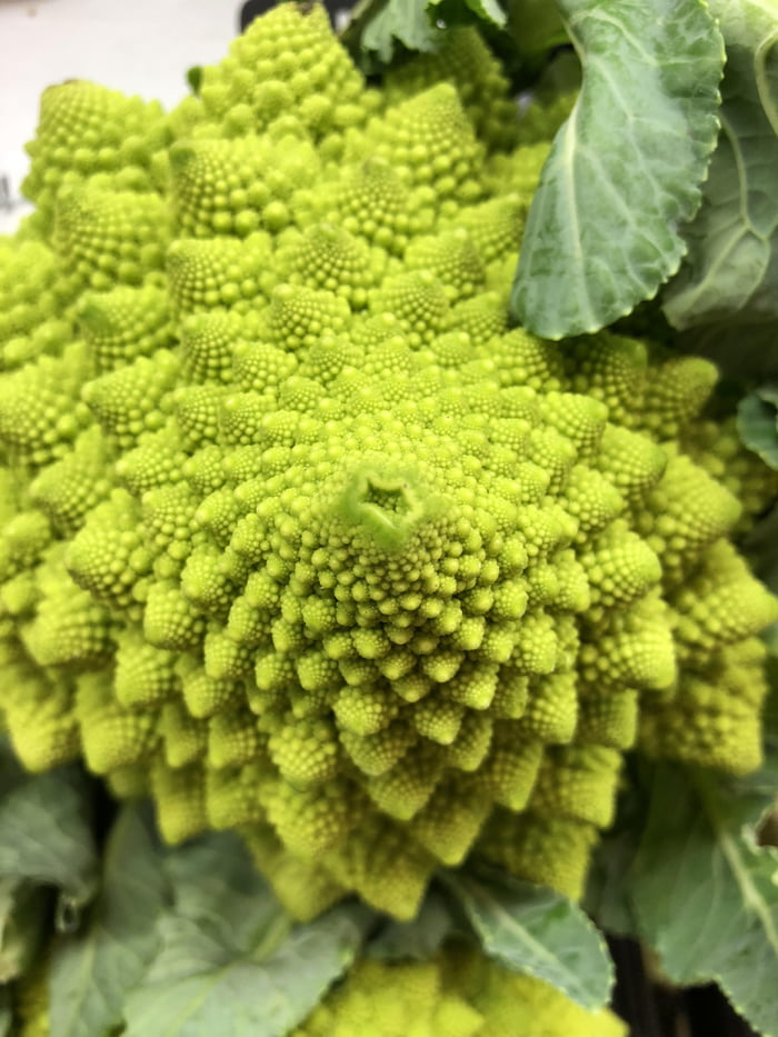 This vegetable - 9GAG