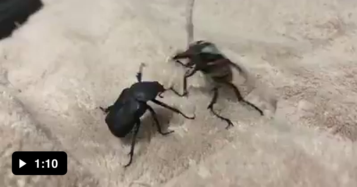 Bugs squashin beef - 9GAG